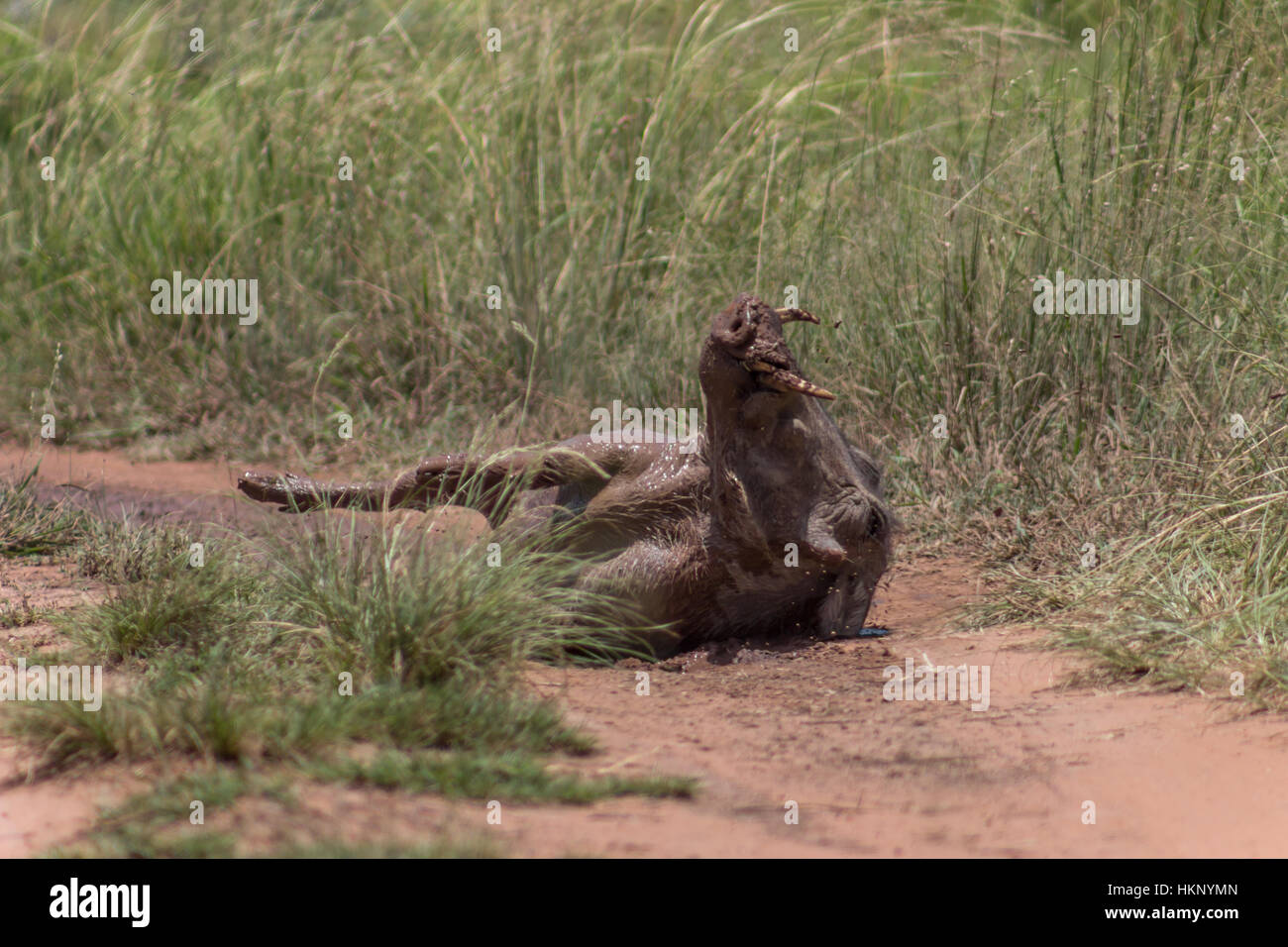 Common warthog rolling in a small mud pood Stock Photo - Alamy