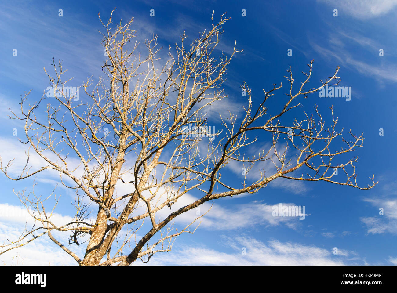 tree without leaves Stock Photo - Alamy