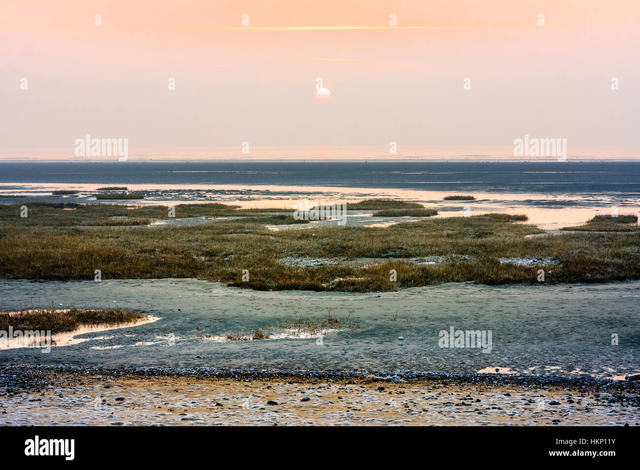 English cordgrass hi-res stock photography and images - Alamy