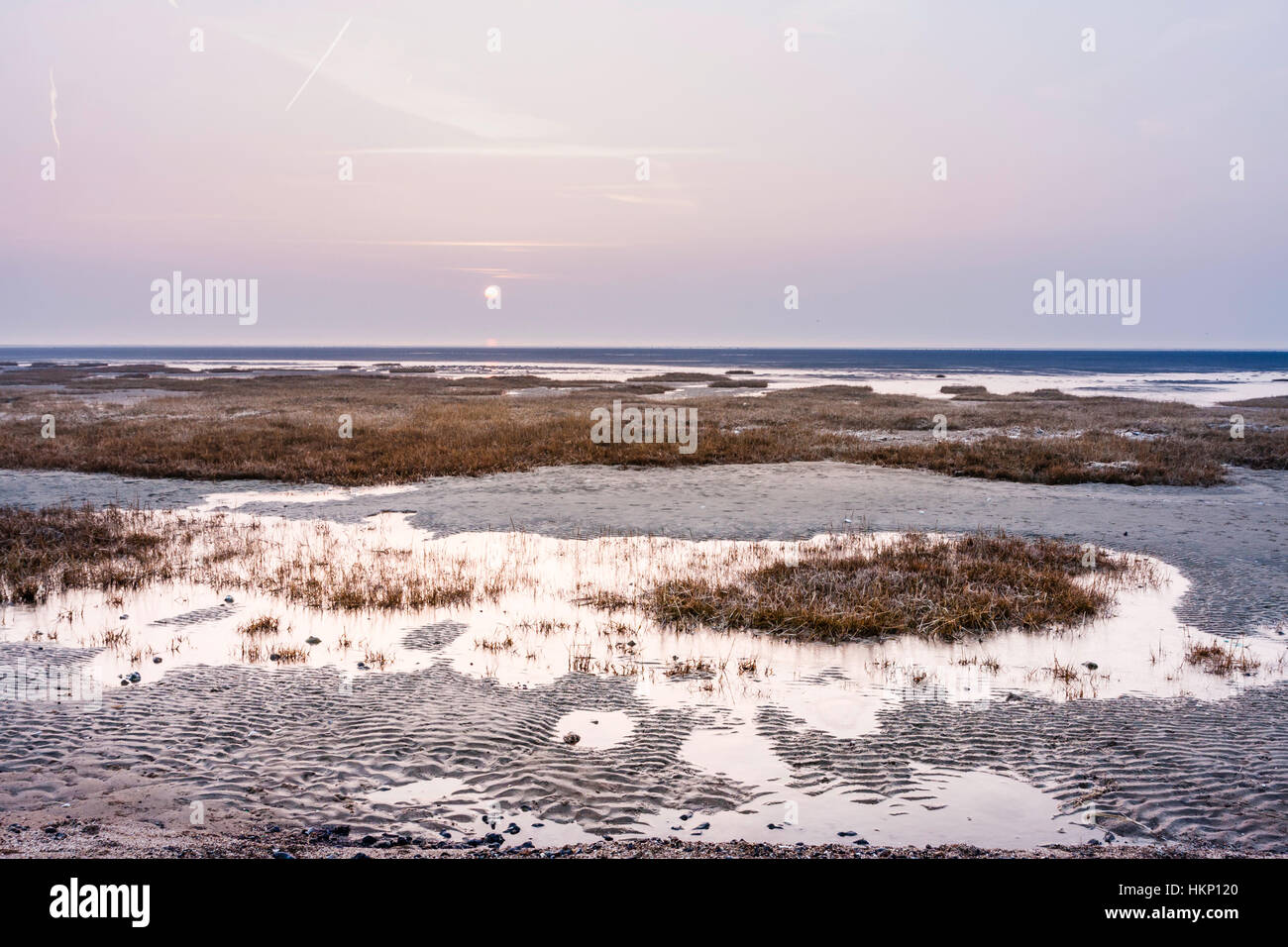 English cordgrass hi-res stock photography and images - Alamy