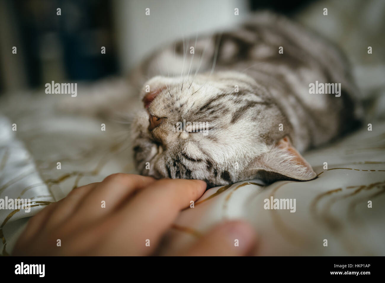 British cat on the bed Stock Photo - Alamy