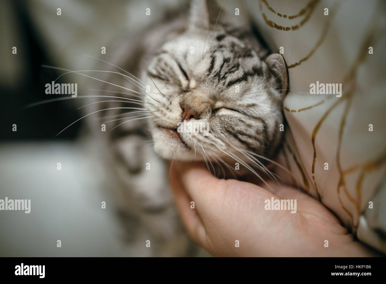 British cat on the bed Stock Photo - Alamy