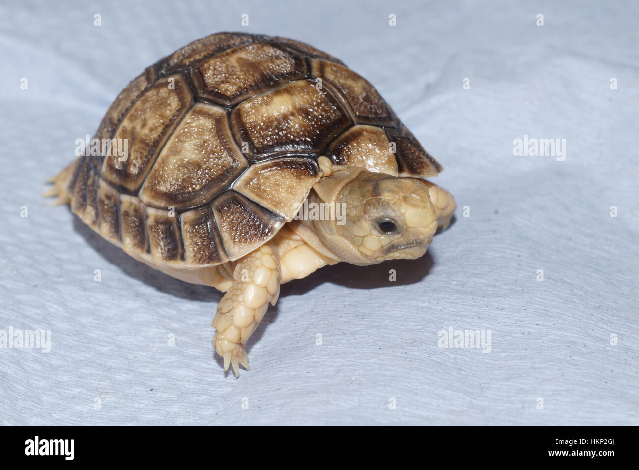 Egyptian Tortoise (Testudo kleinmanni Stock Photo - Alamy
