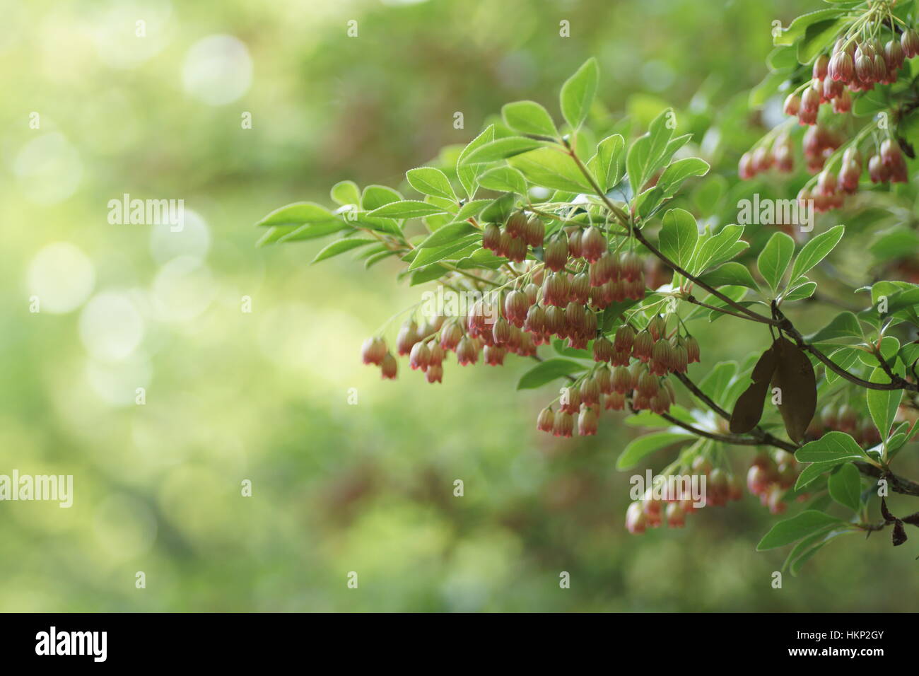 Redvein enkianthus enkianthus campanulatus hi-res stock photography and ...