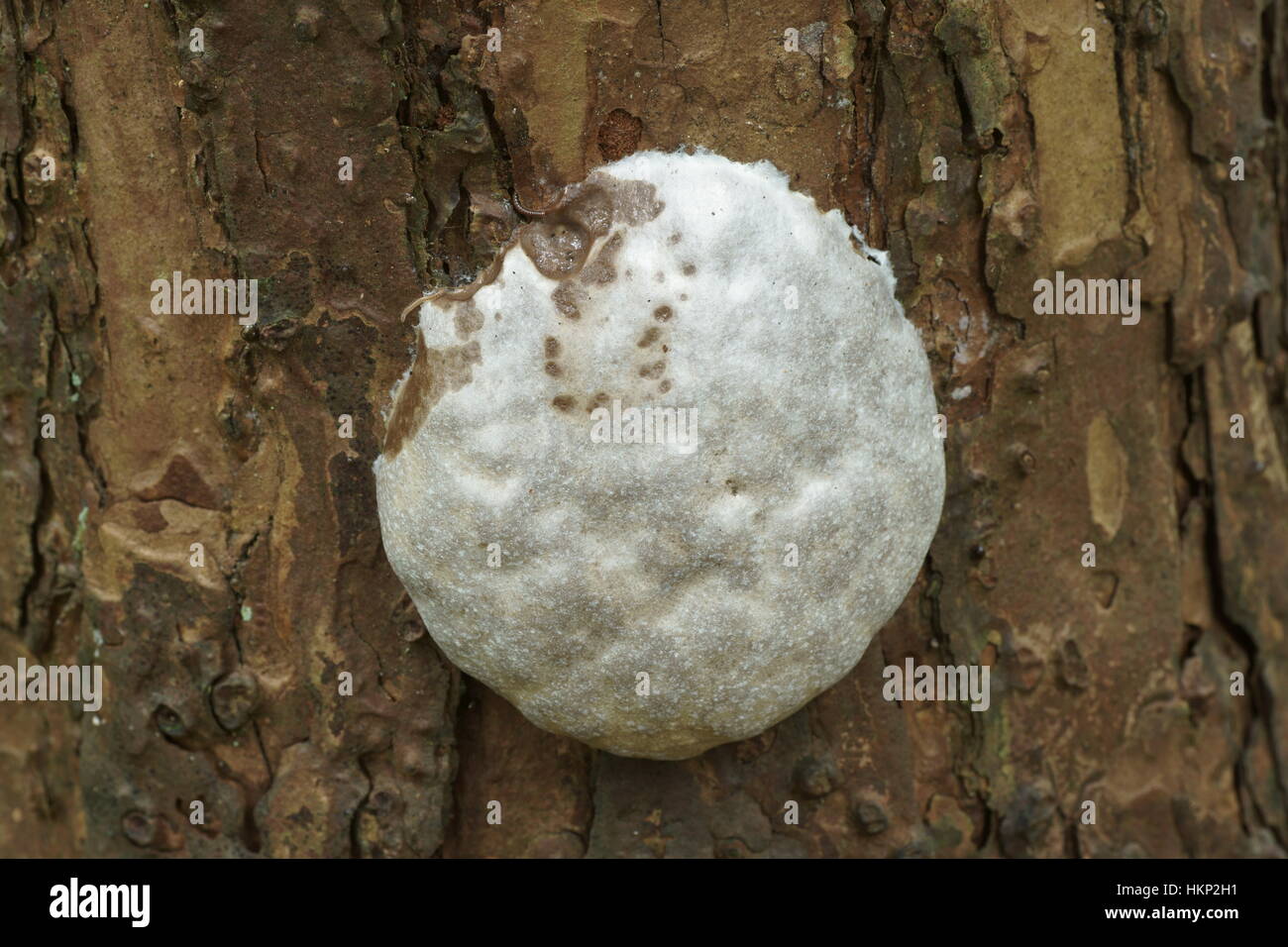 Enteridium hi-res stock photography and images - Alamy