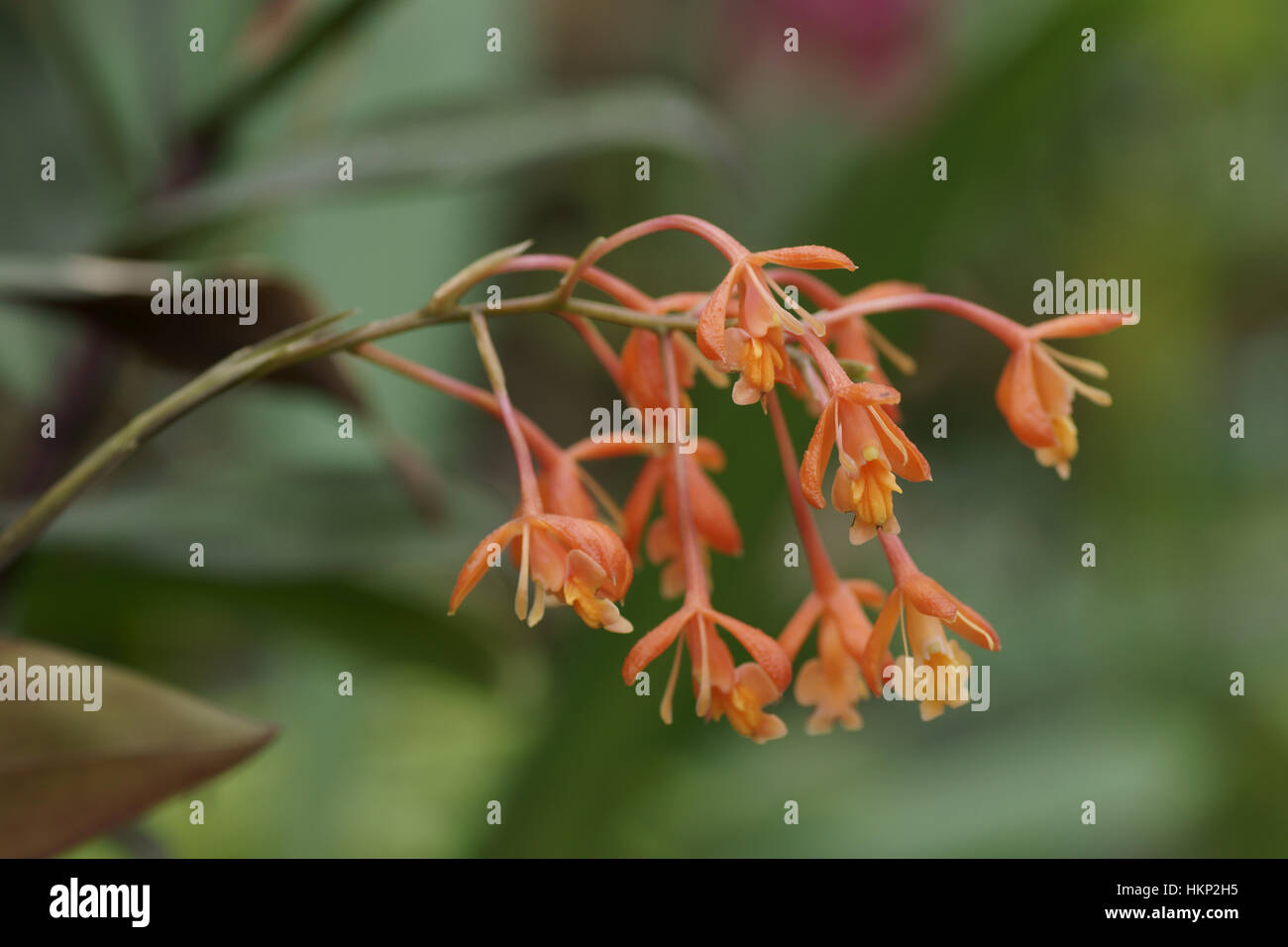 Epidendrum species hi-res stock photography and images - Alamy