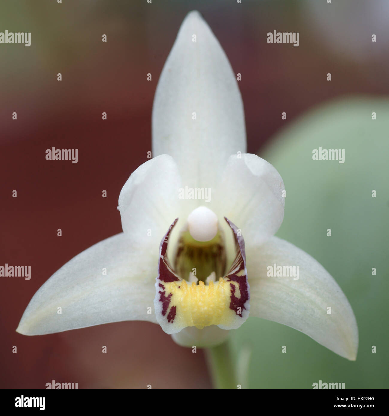 Eria hi-res stock photography and images - Alamy