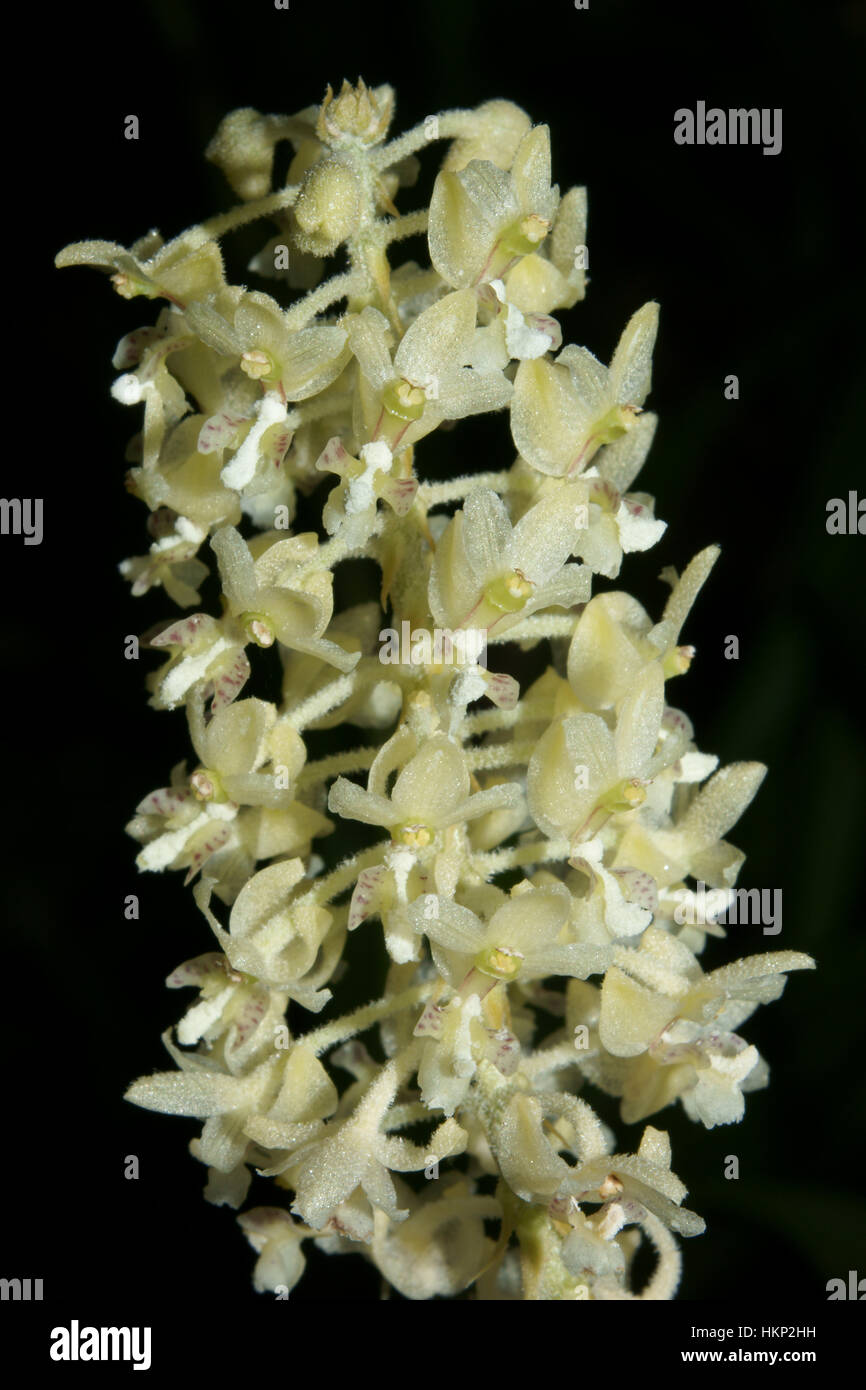 Eria hi-res stock photography and images - Alamy