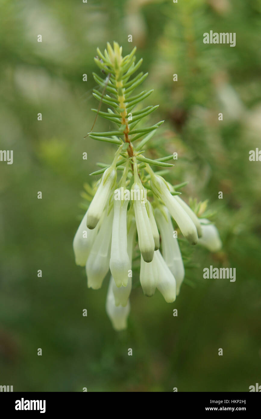 Erica mammosa hi-res stock photography and images - Alamy