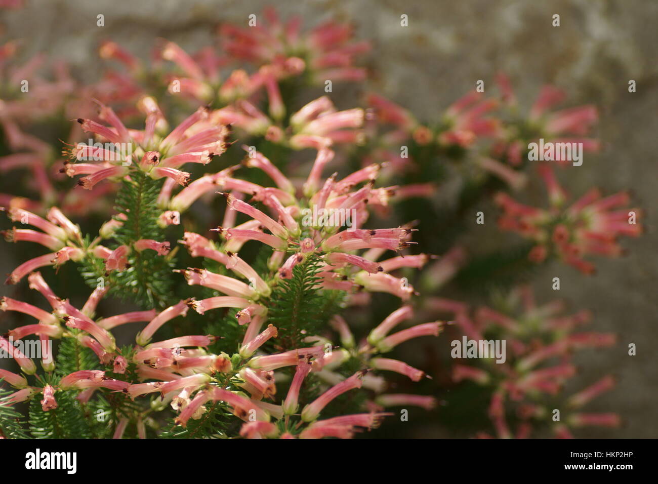 Ericaceae erica hi-res stock photography and images - Alamy