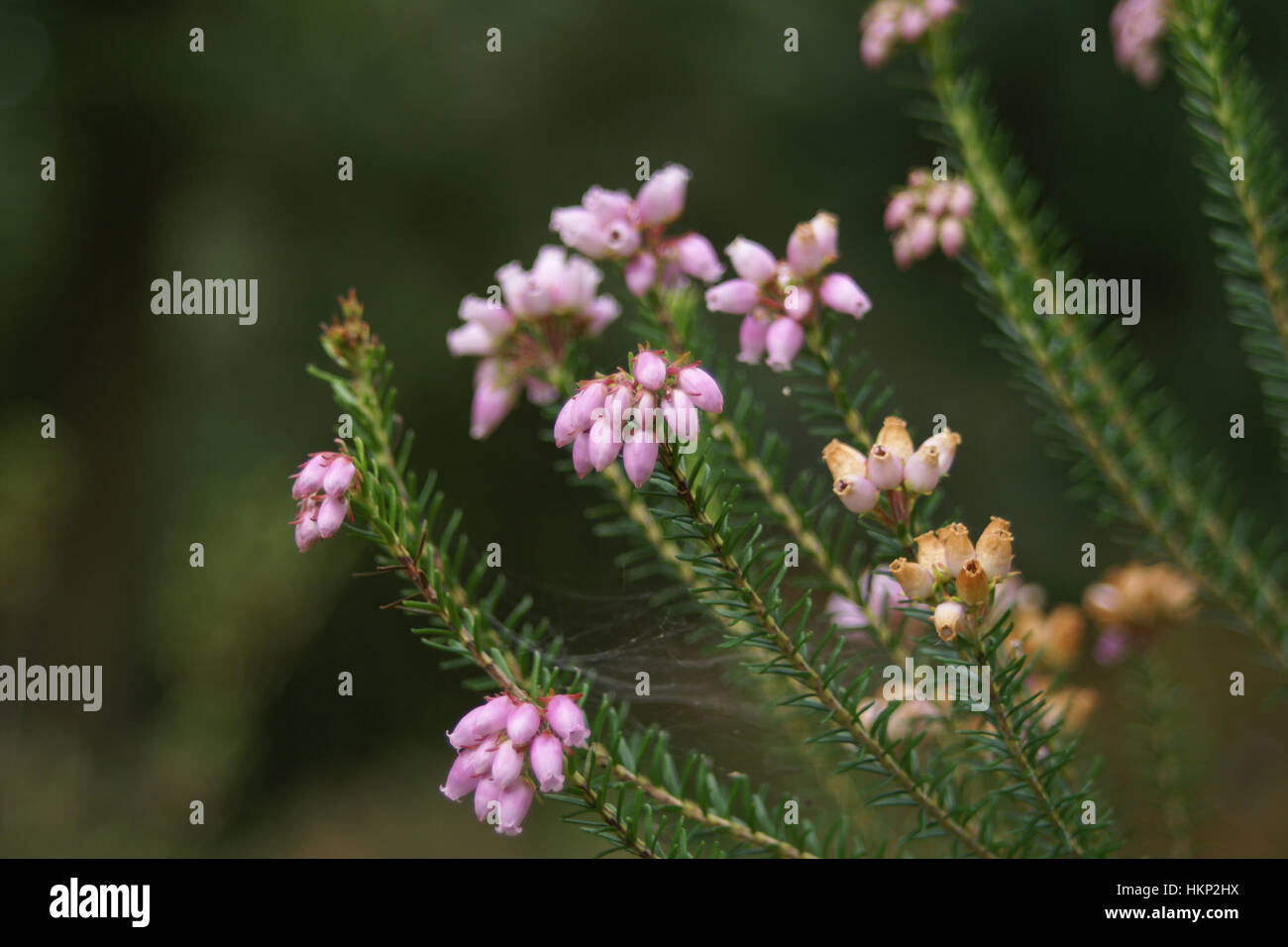 Erica terminalis hi-res stock photography and images - Alamy