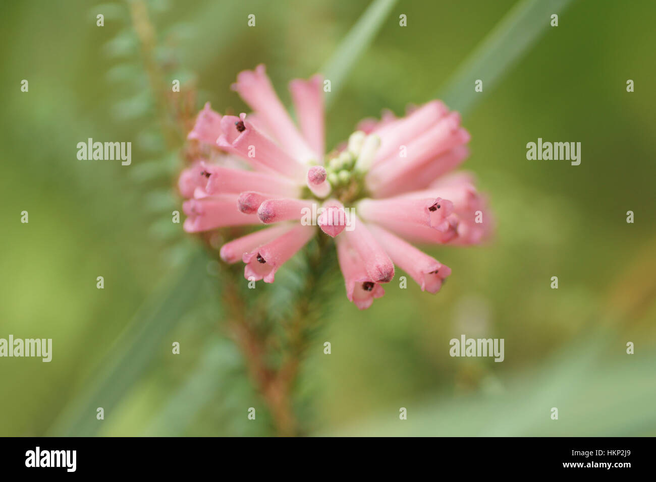 Erica verticillata hi-res stock photography and images - Alamy
