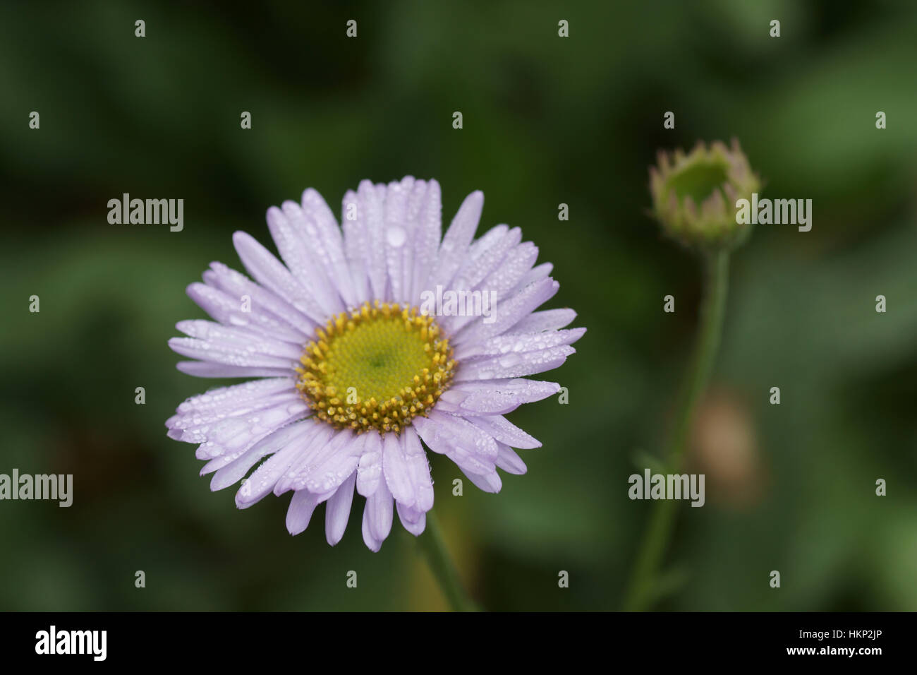 Roderick green hi-res stock photography and images - Alamy