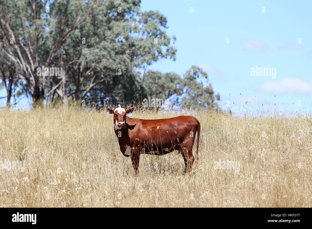 Cattle ranch australia hi-res stock photography and images - Alamy