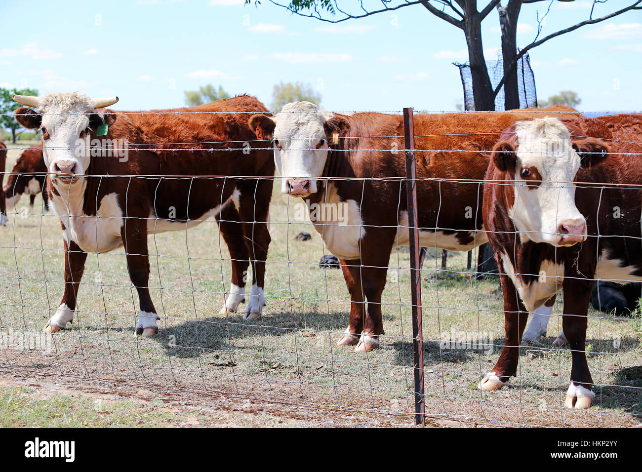 Cattle ranch australia hi-res stock photography and images - Alamy