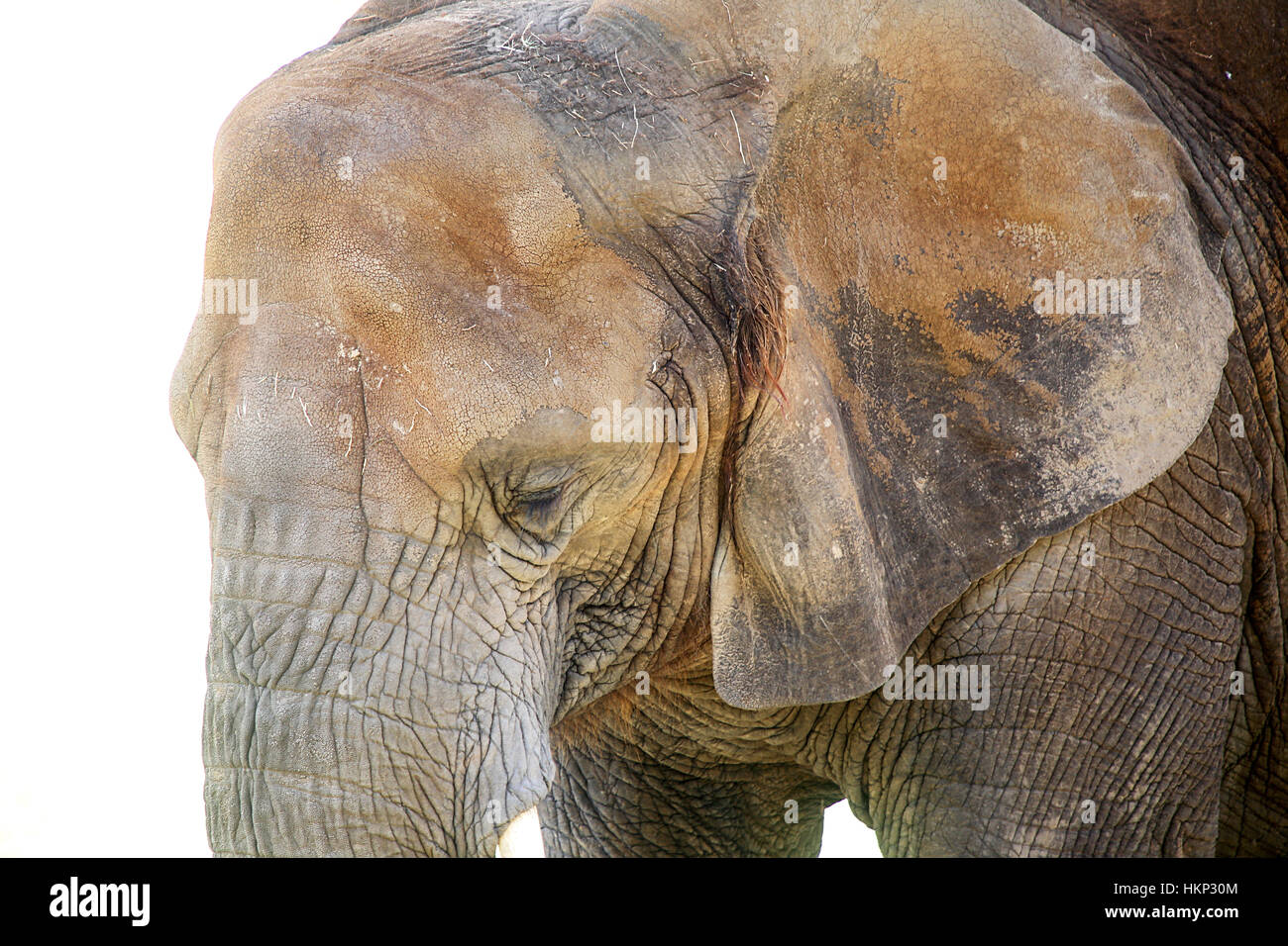 Closeup of the african elephant head Stock Photo - Alamy