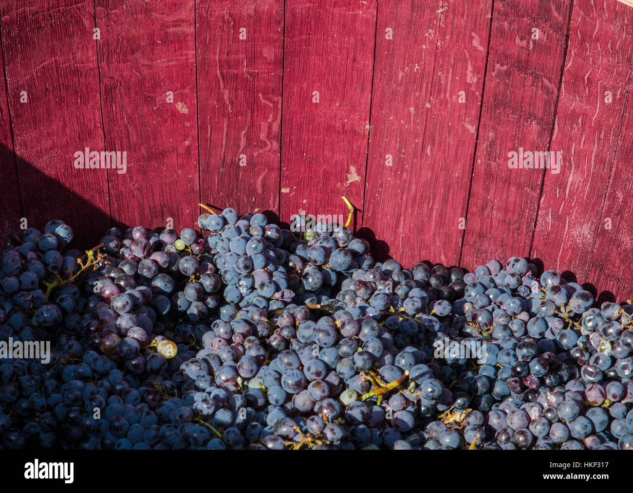 Bunches of red grapes ready to be pressed with the feet following ...