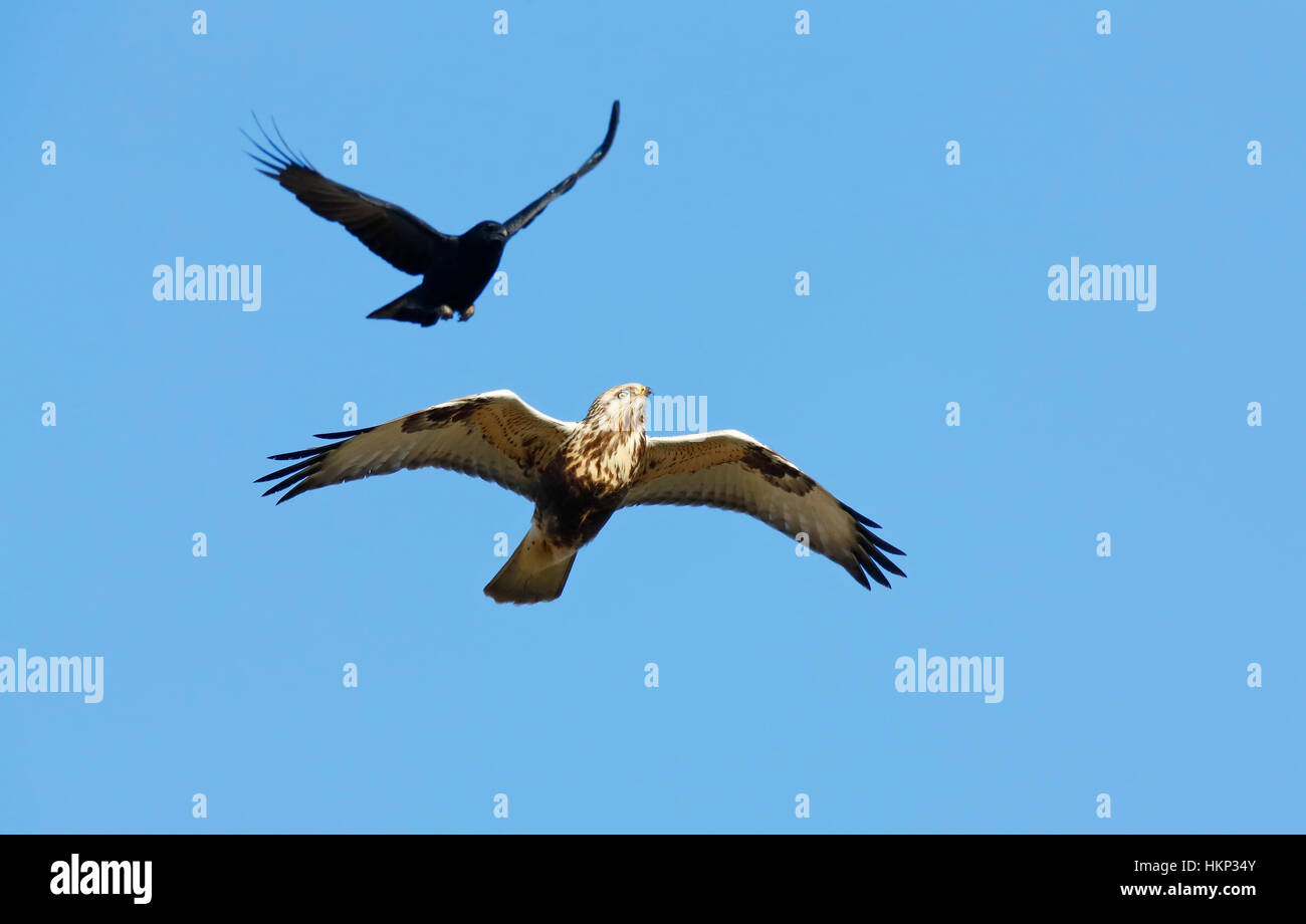 Crow fight flight hi-res stock photography and images - Alamy