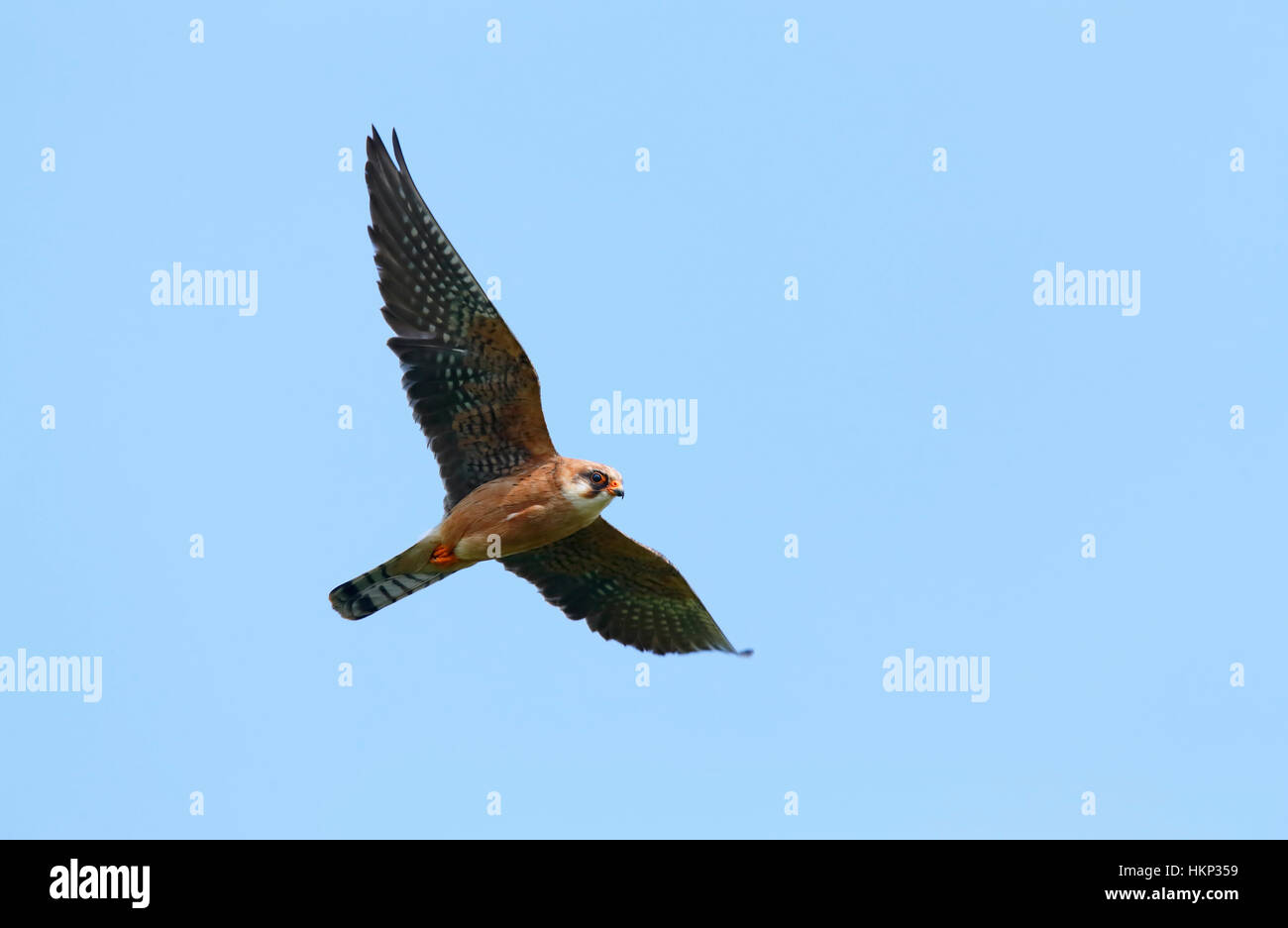 Female Red-footed Falcon, Romania Stock Photo - Alamy