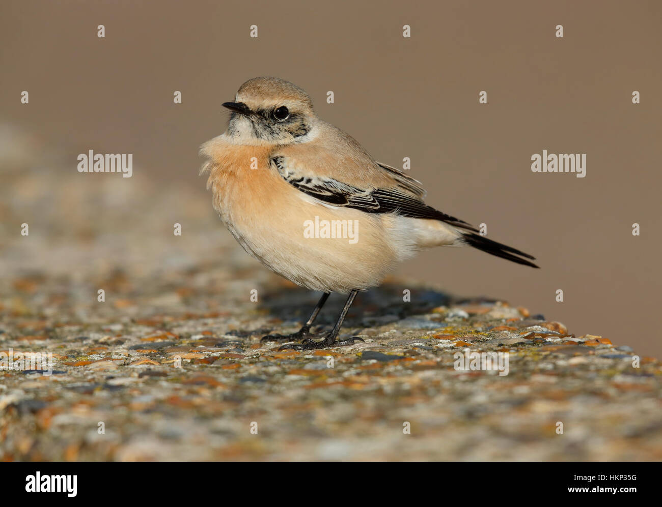 Desert wheatear hi-res stock photography and images - Alamy