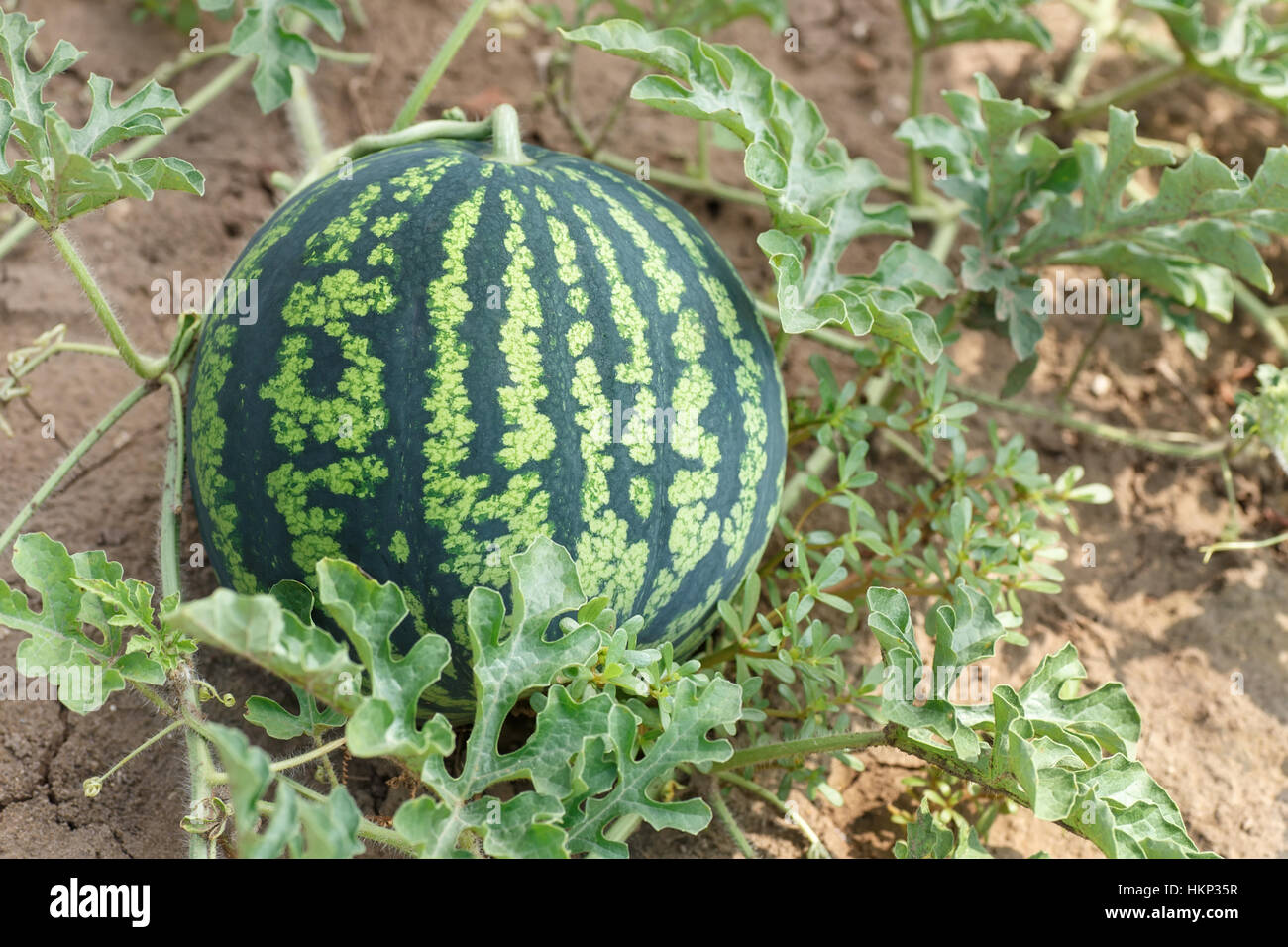 watermelon in the garden Stock Photo - Alamy