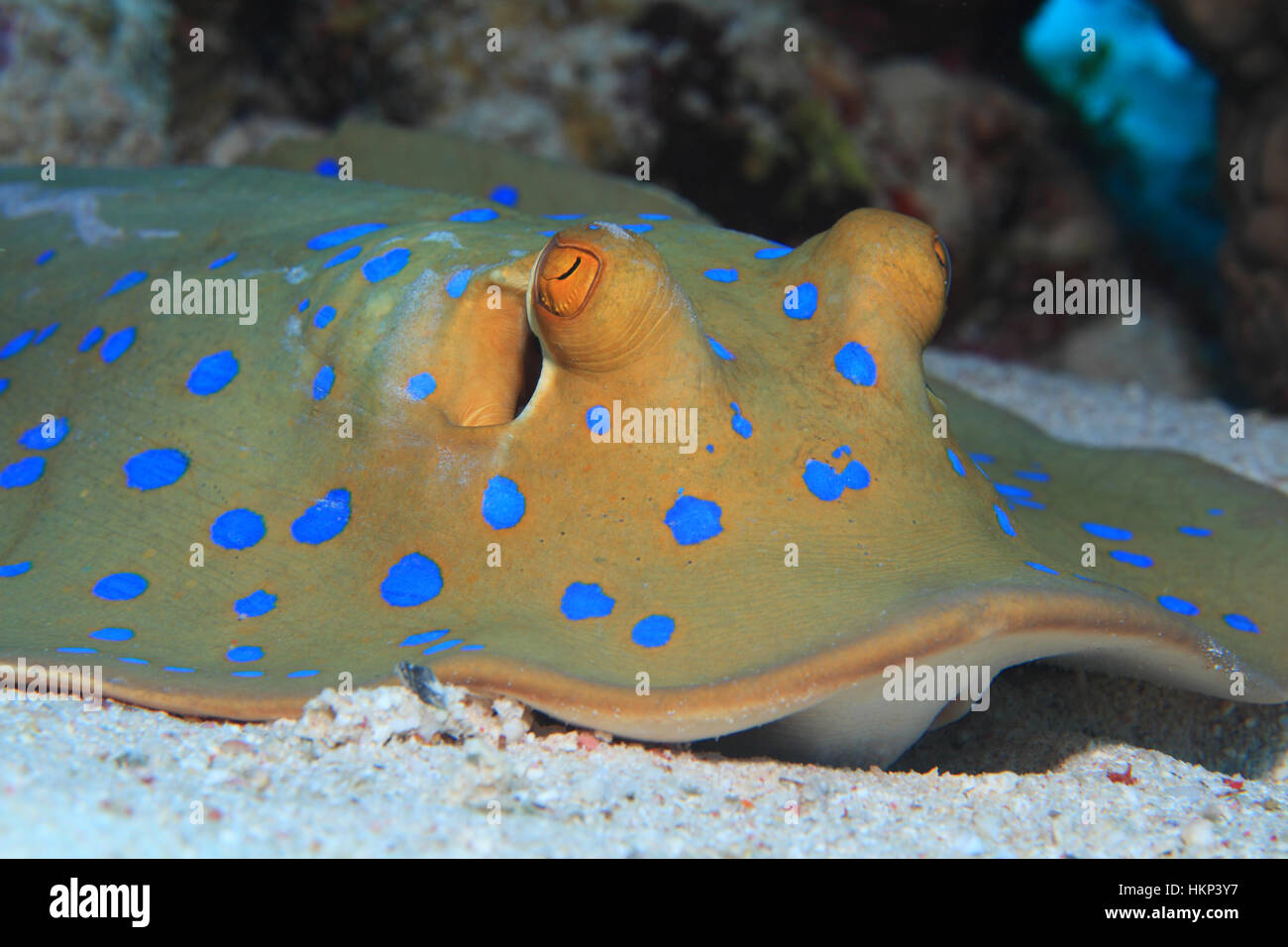 Blue skate fish hi-res stock photography and images - Alamy