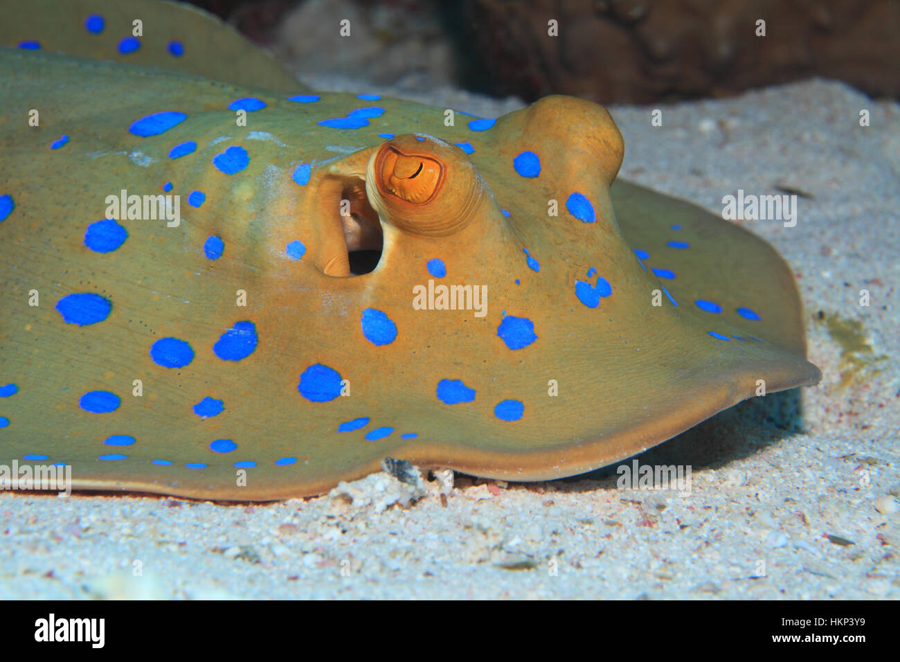Red sea sting ray hi-res stock photography and images - Alamy
