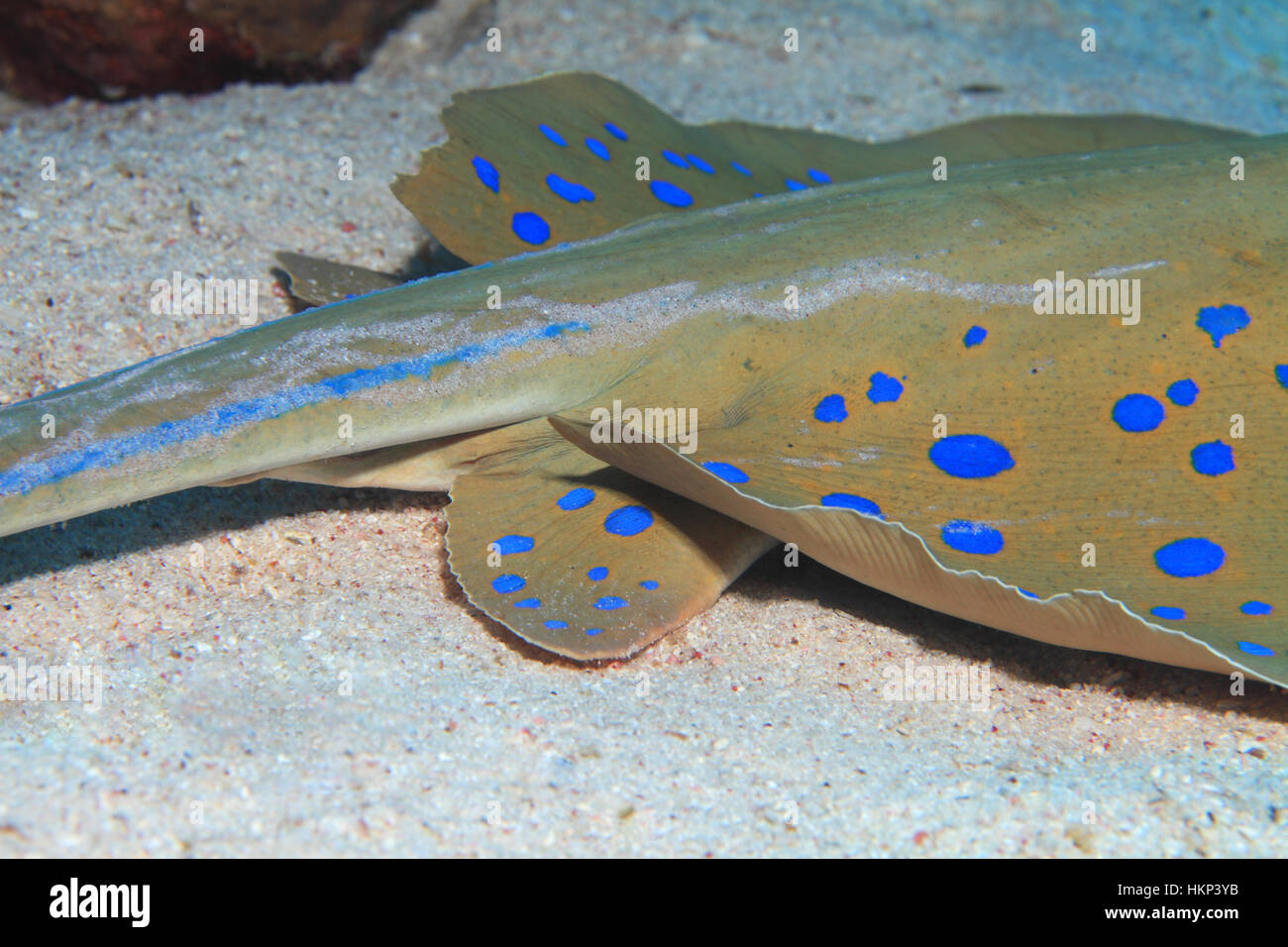 Blue skate fish hi-res stock photography and images - Alamy