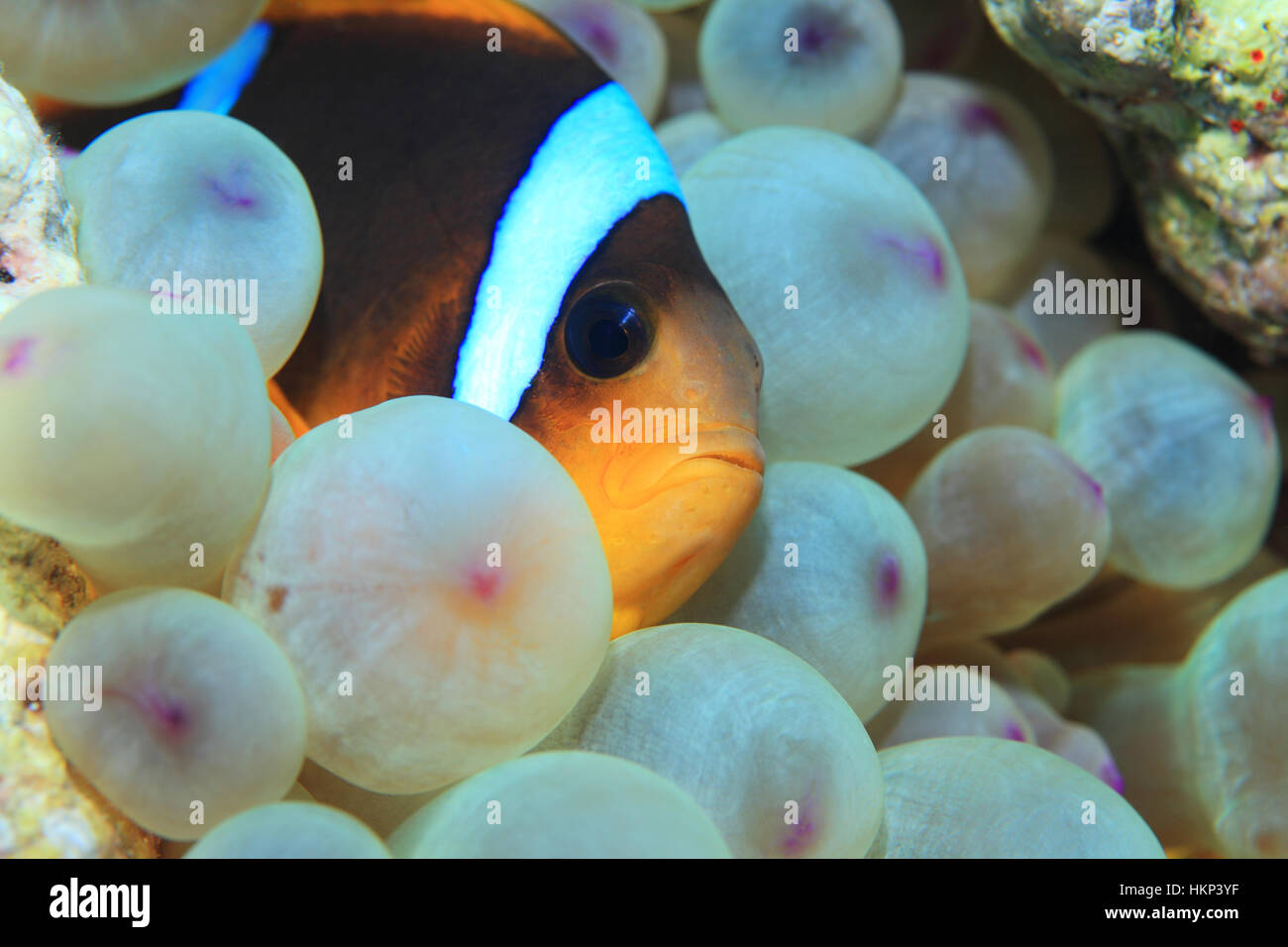 Red Sea anemonefish (Amphiprion bicinctus) underwater in the tropical ...
