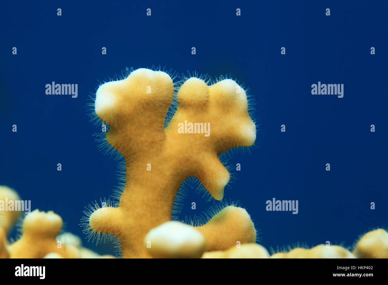 Fire coral (Millepora dichotoma) underwater in the coral reef Stock ...
