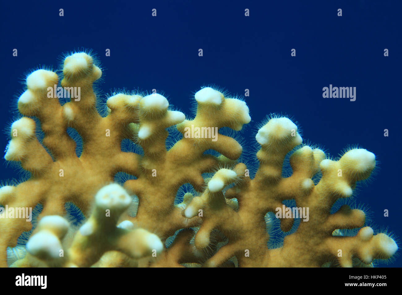 Fire coral (Millepora dichotoma) underwater in the coral reef of the ...