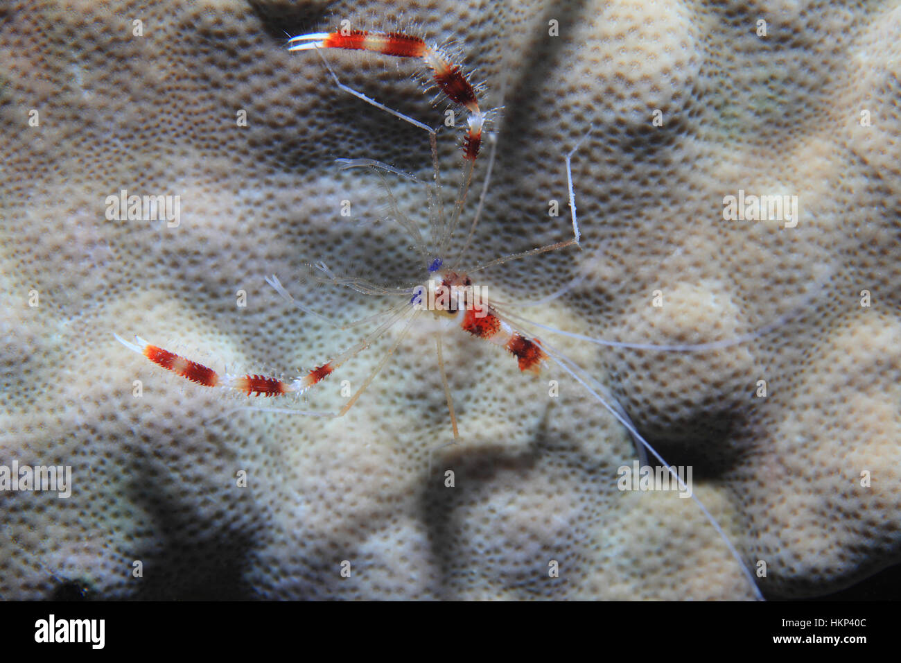Banded boxer shrimp (Stenopus hispidus) on stony coral Stock Photo - Alamy