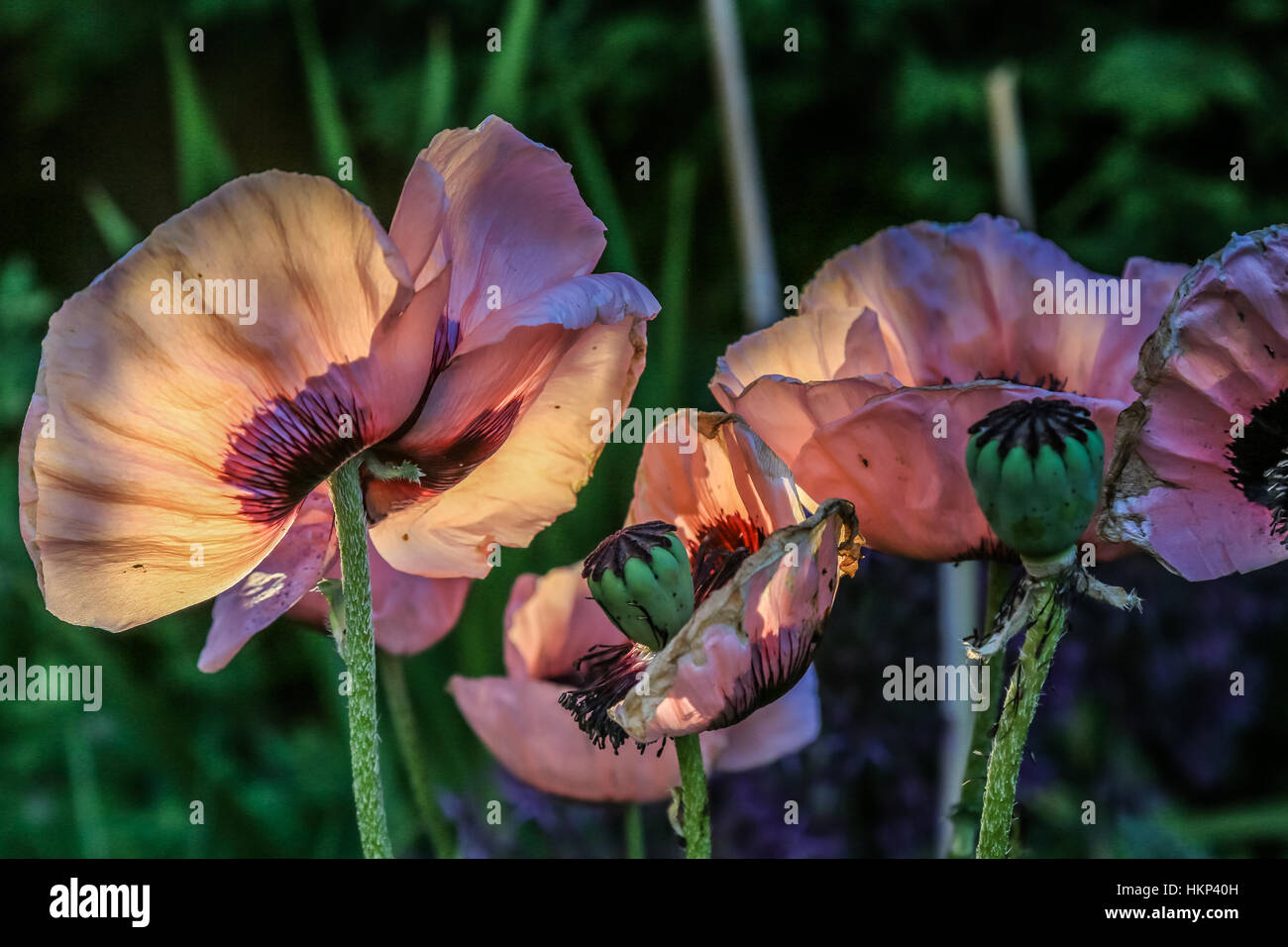 Fading opium poppies with evening sunlight showing through the petals ...