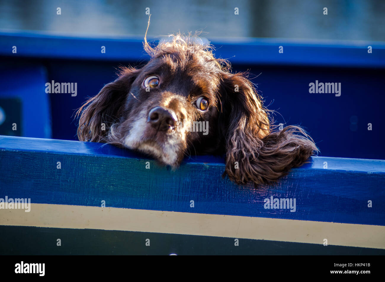 Springel spaniel hi-res stock photography and images - Alamy