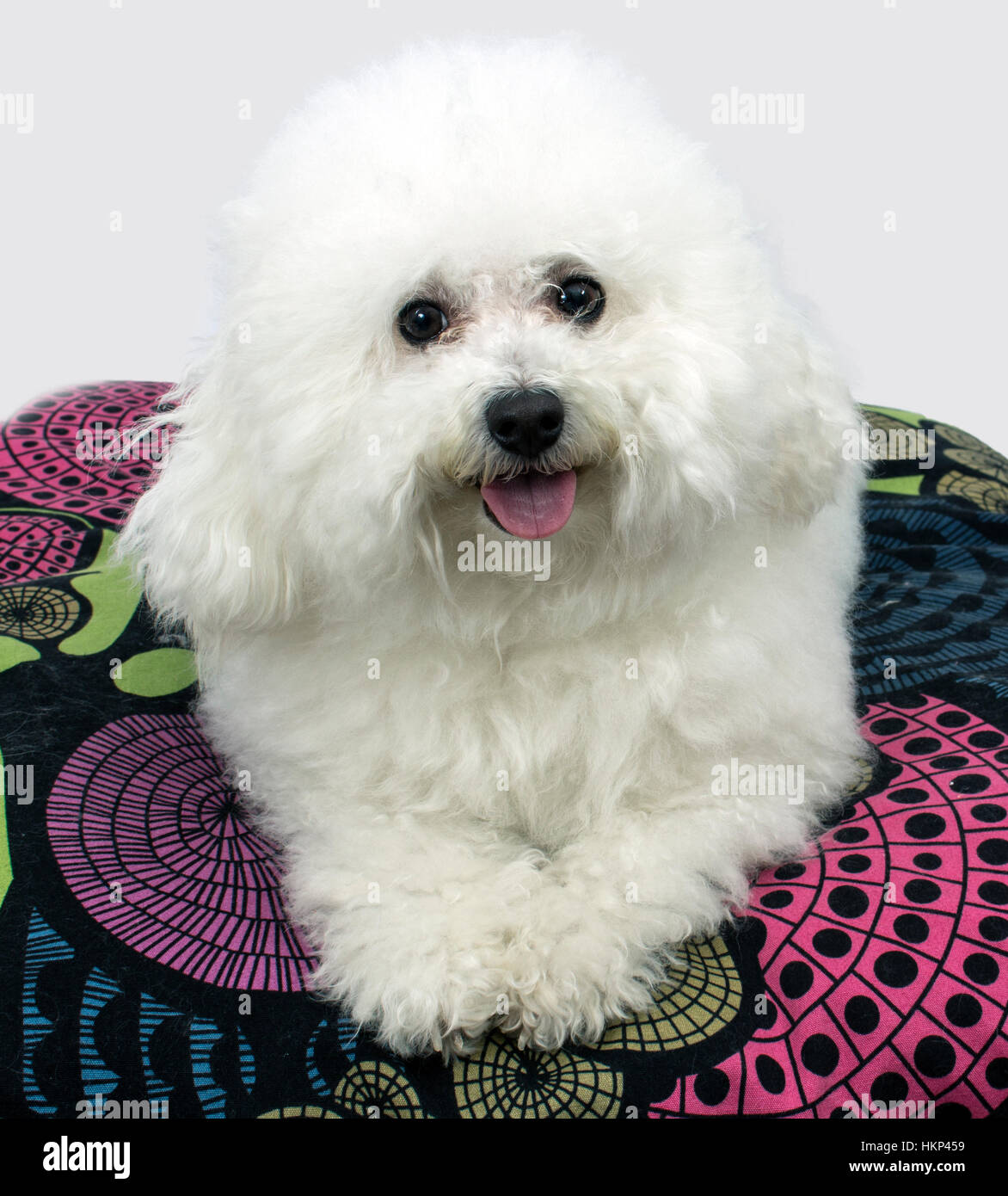 Bichoon frise smiling hi-res stock photography and images - Alamy