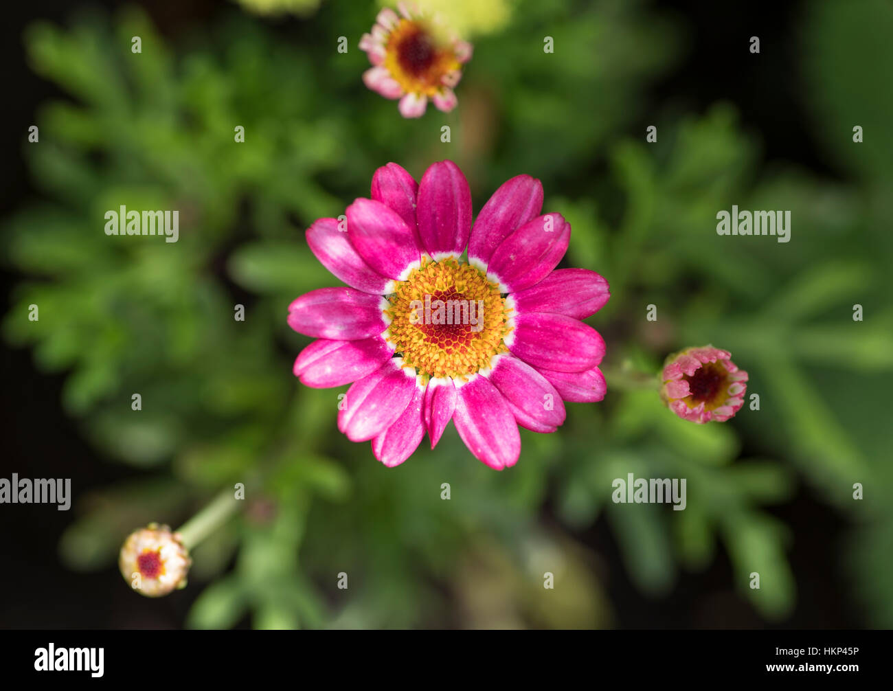 top down macro flower shot Stock Photo - Alamy