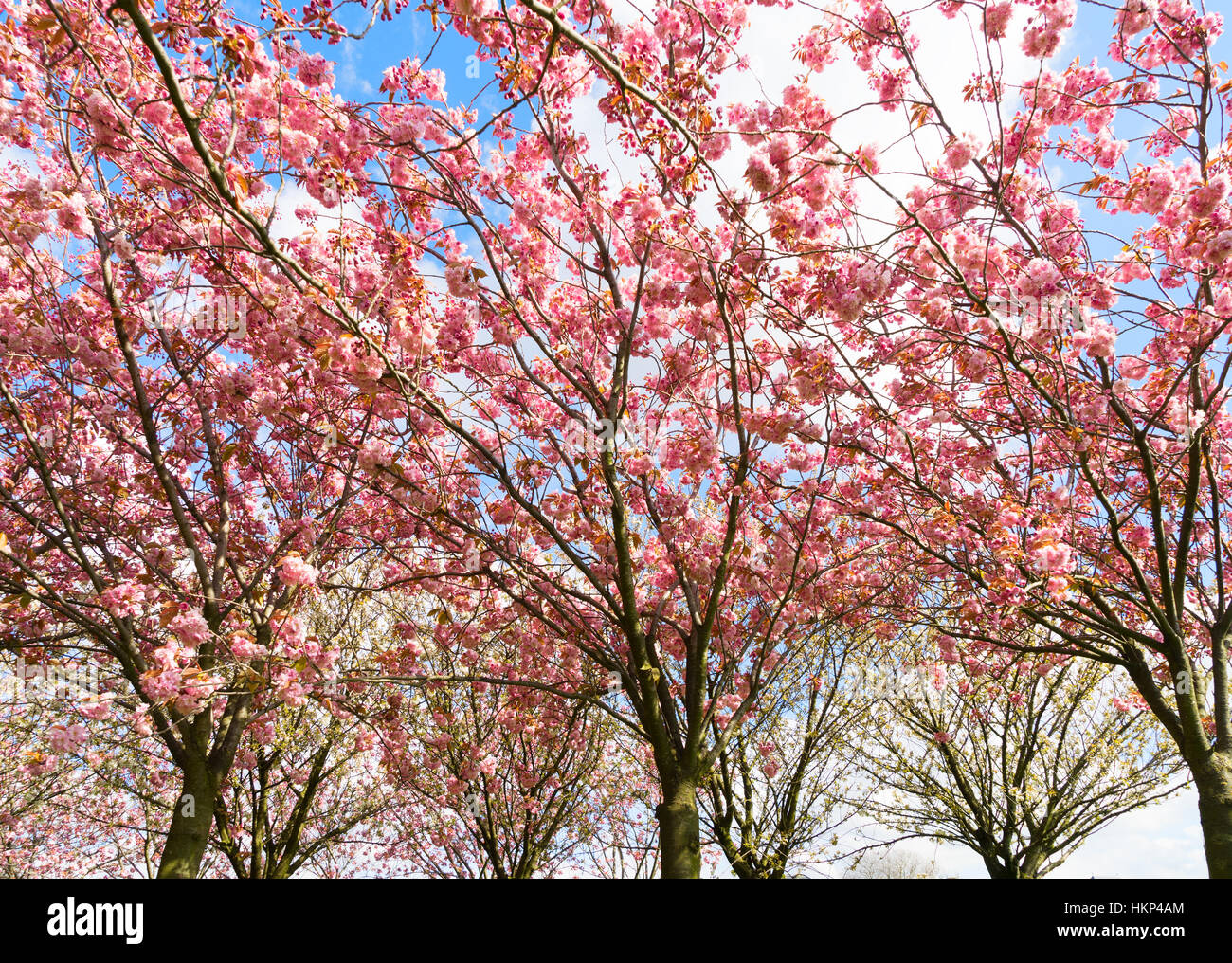 Blooming cherry tree Stock Photo - Alamy