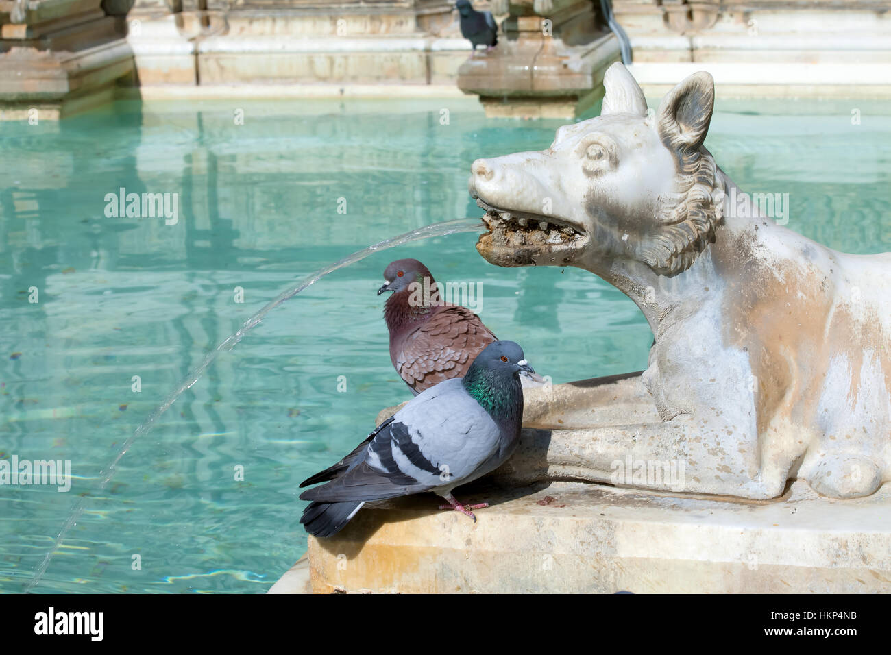 Wolf statue pigeons hi-res stock photography and images - Alamy