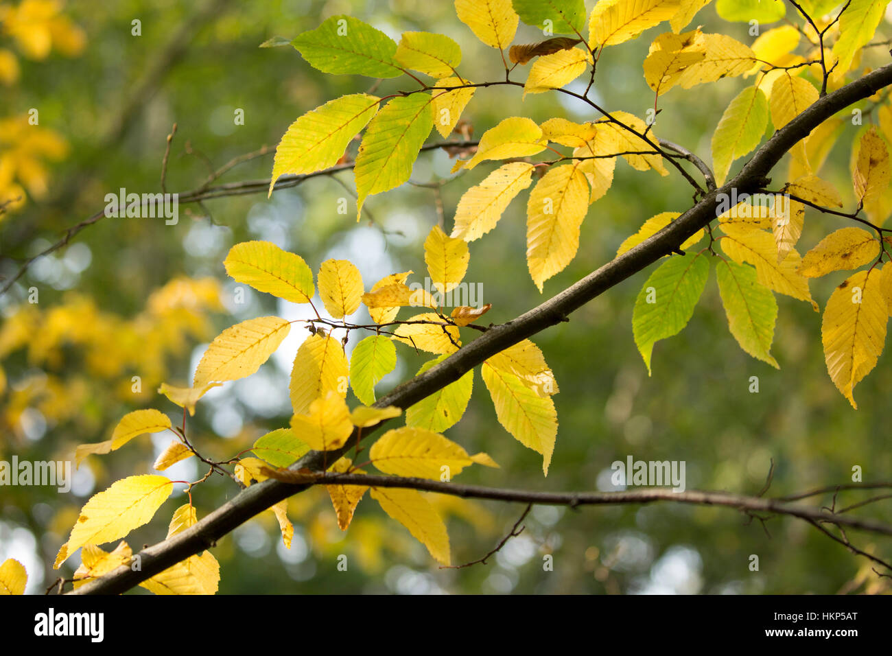 Before leaf fall hi-res stock photography and images - Alamy