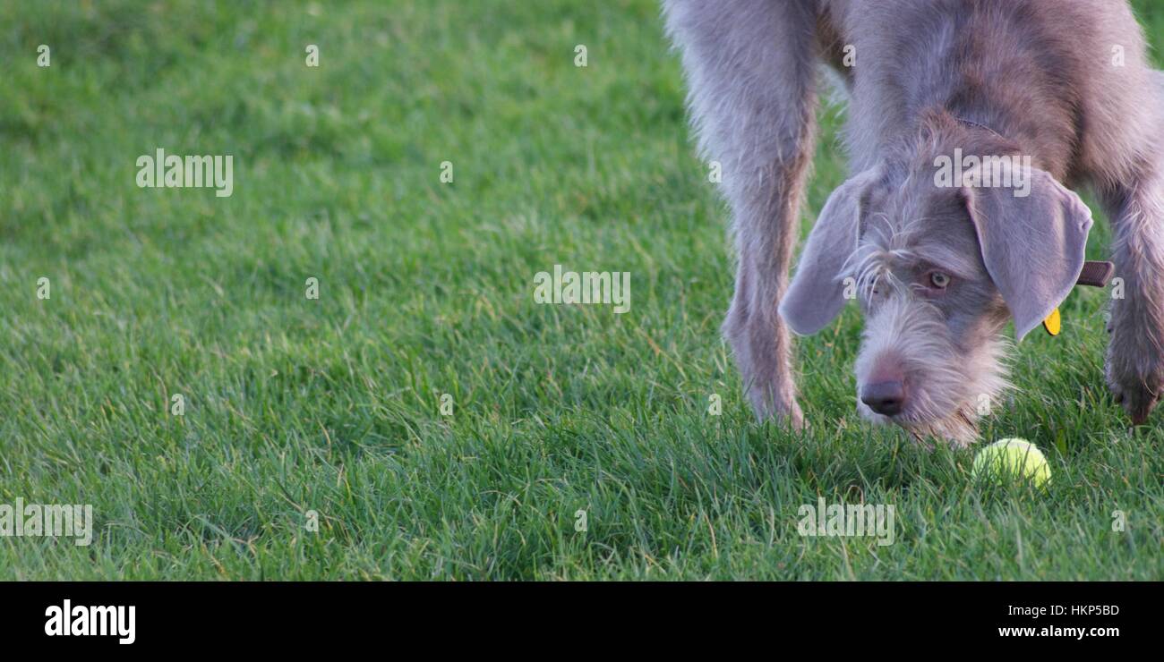 Dog Playing ball Stock Photo - Alamy