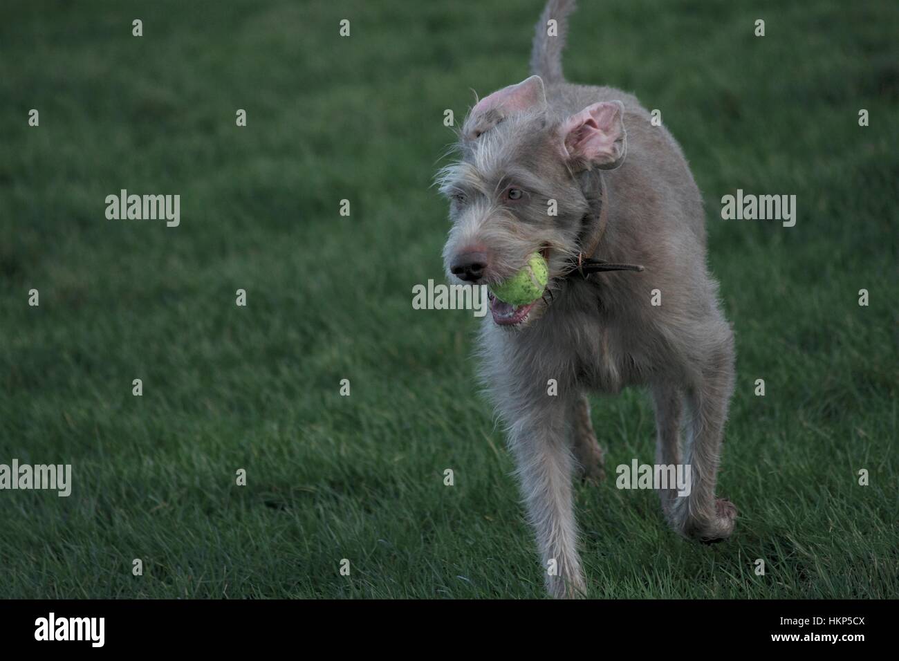 Dog Playing ball Stock Photo - Alamy