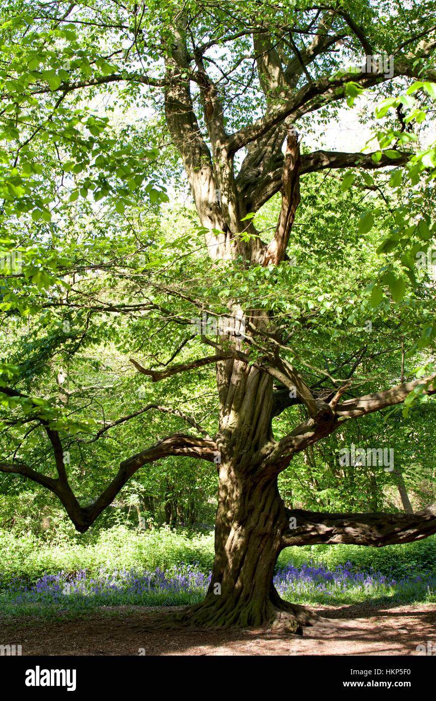 Tree with bright green foliage and grainy bark Stock Photo - Alamy