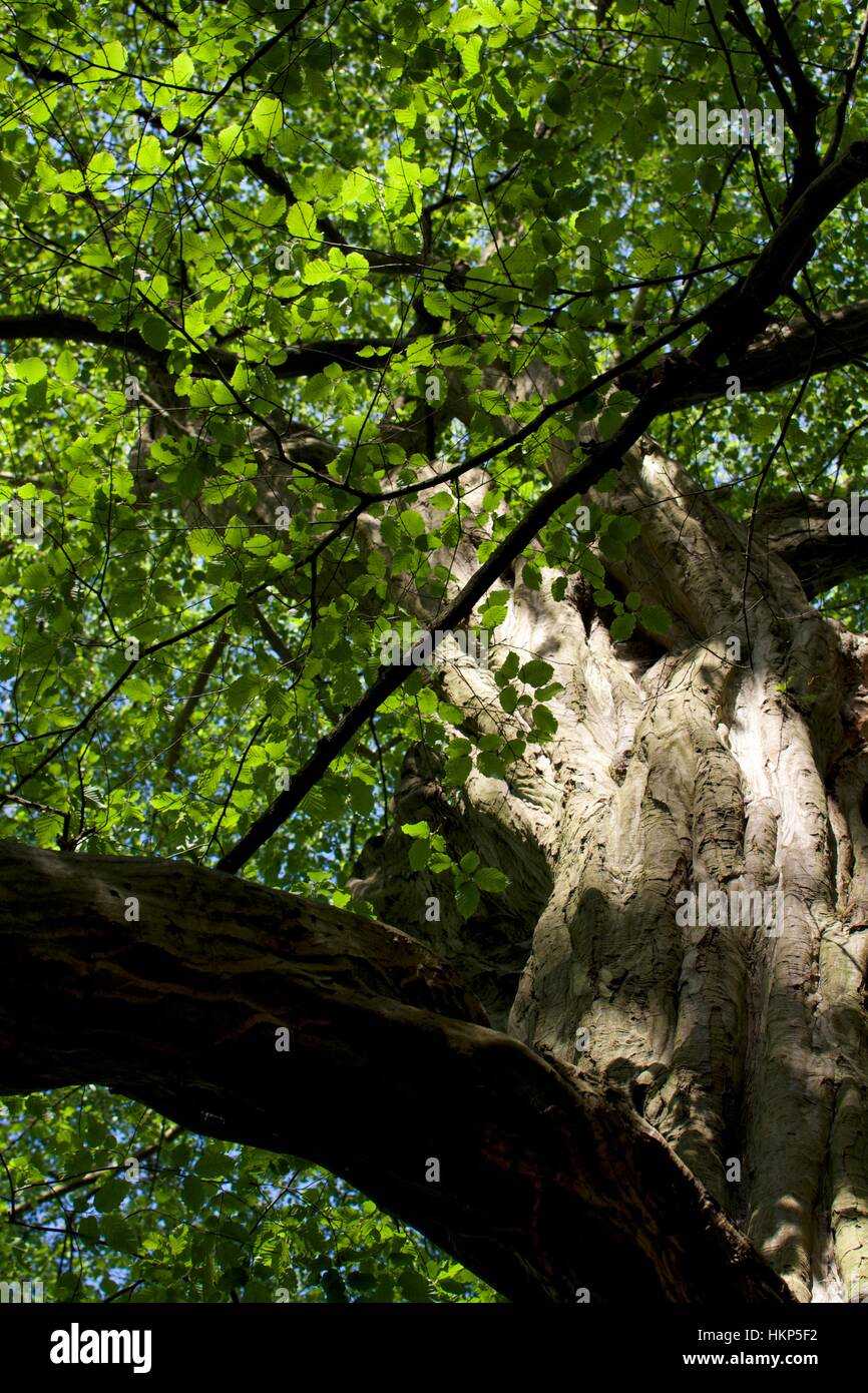 Tree with bright green foliage and grainy bark Stock Photo - Alamy