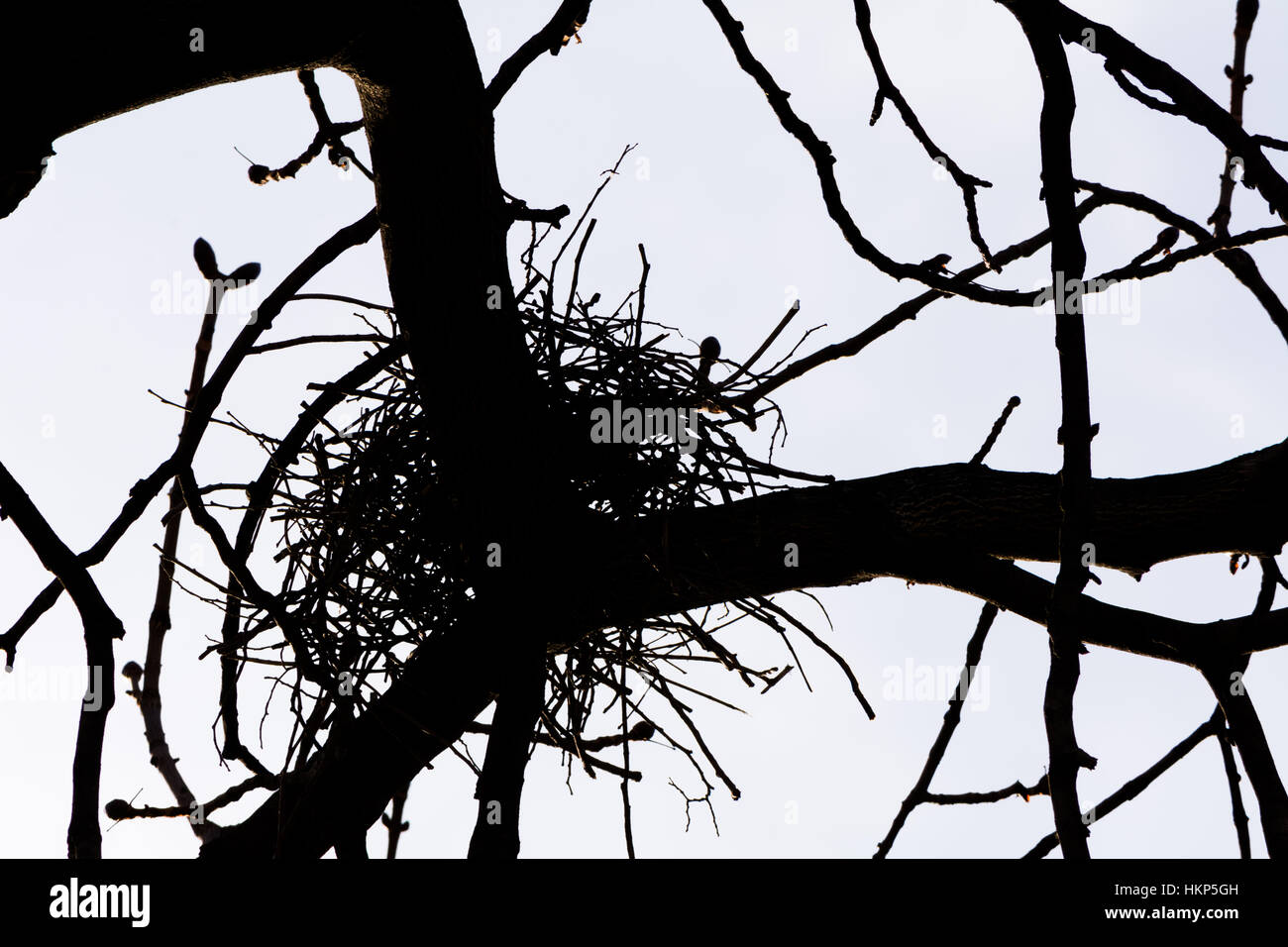 Bird Nest high on a tree, with black entourage Stock Photo - Alamy
