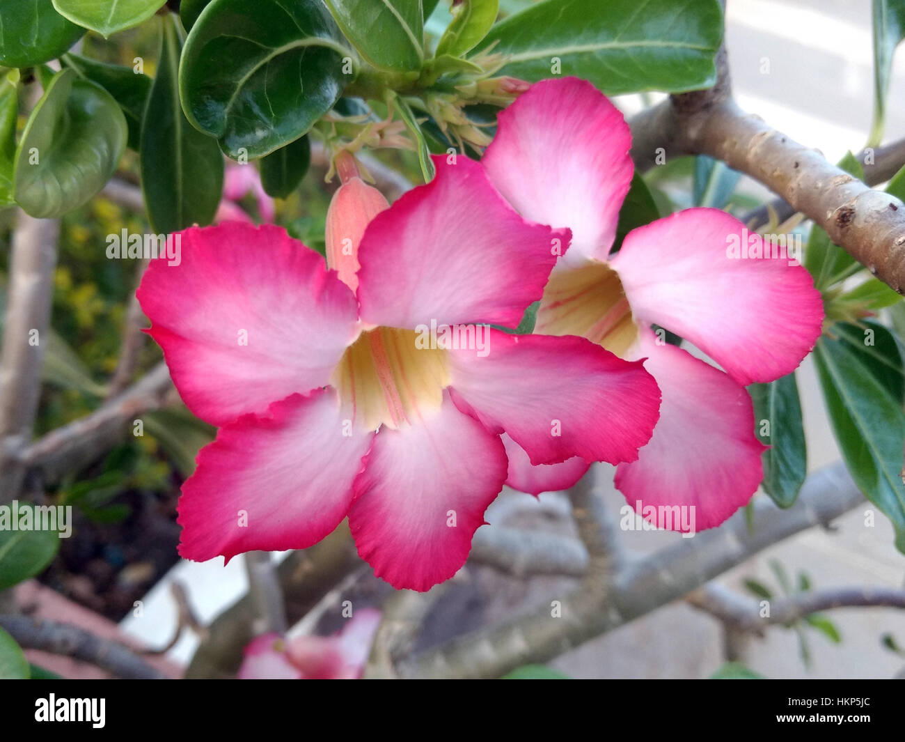 Flower With Five Petals High Resolution Stock Photography and Images ...