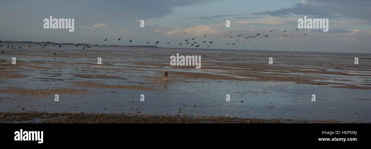 Dog chasing birds Stock Photo - Alamy