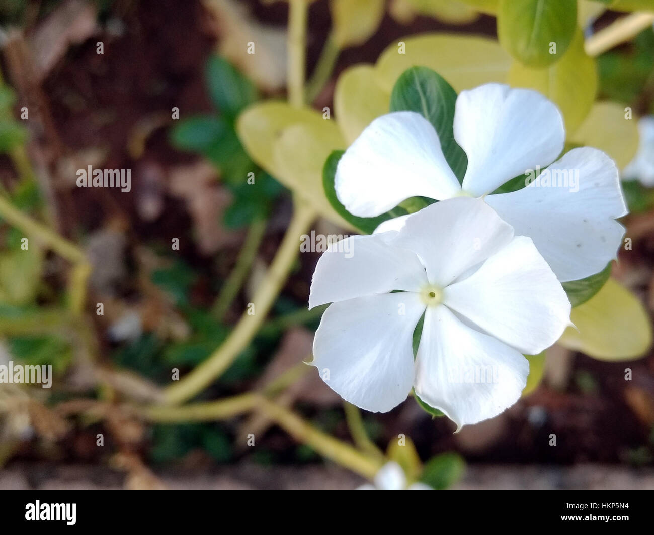 Pink periwinkle hi-res stock photography and images - Alamy