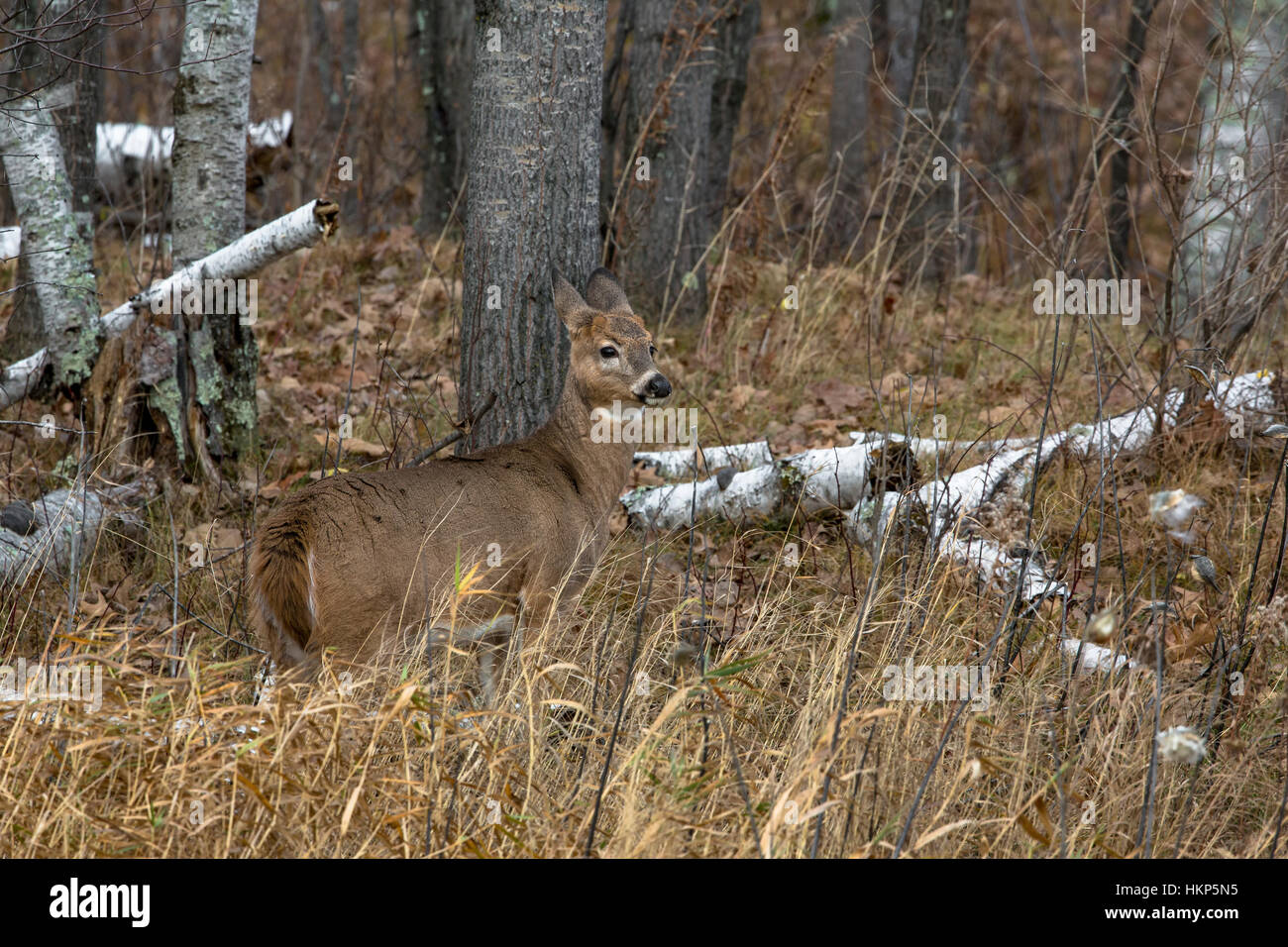 Whitetail Ears Back High Resolution Stock Photography and Images - Alamy