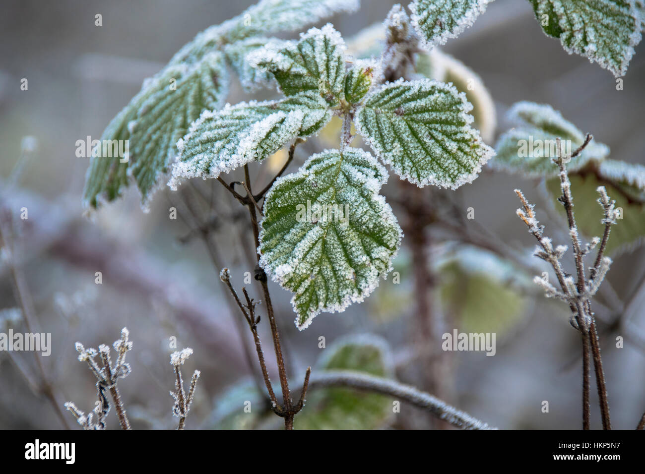 Frost on green leaves showing the edges and ridges Stock Photo - Alamy
