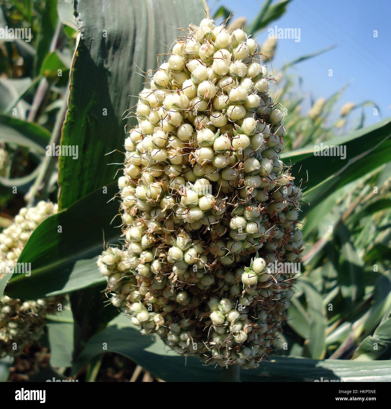 Sorghum crop hi-res stock photography and images - Alamy